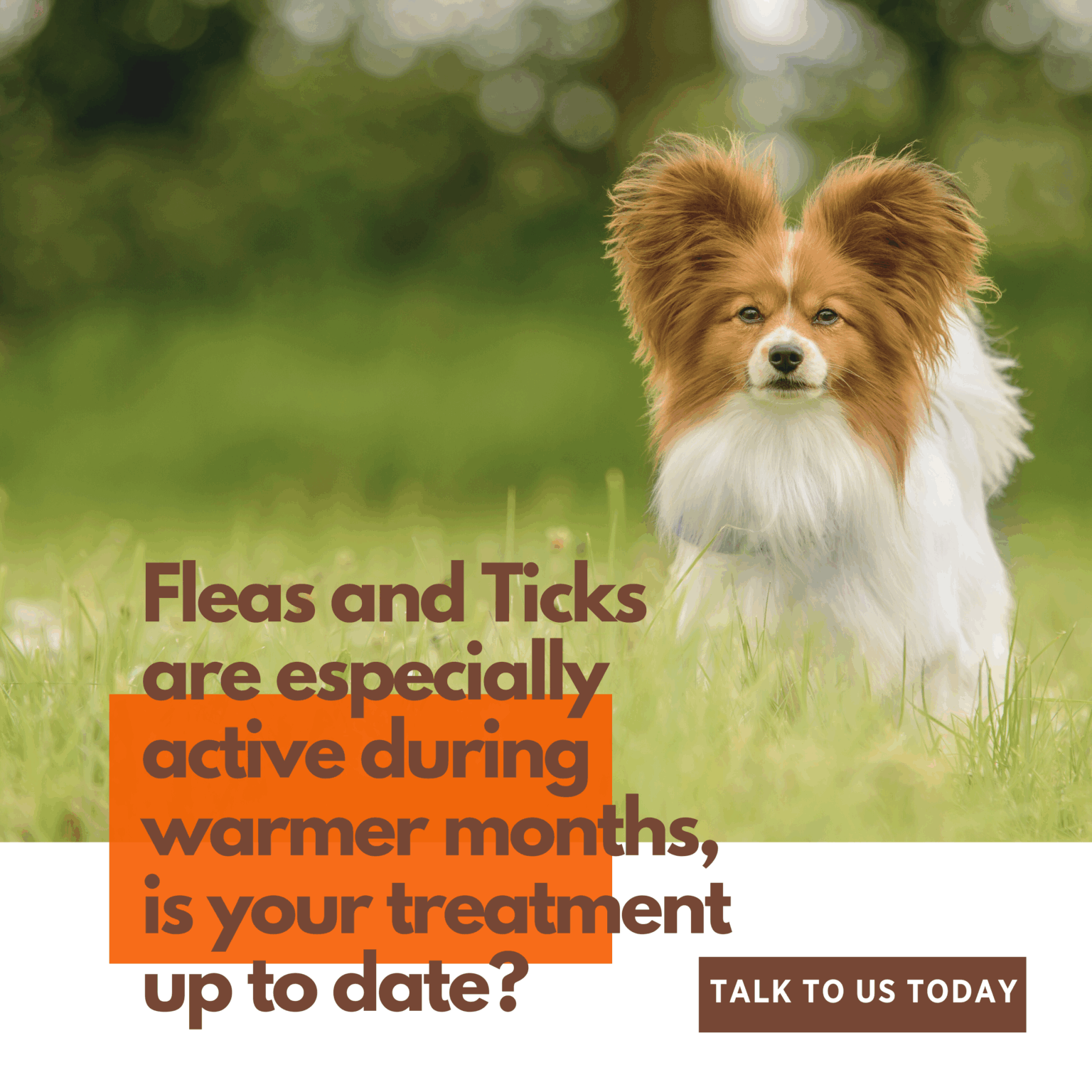 Flea And Tick Control | Family Vets Athlone